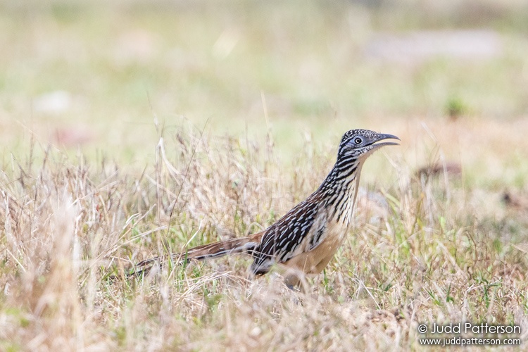 Judd Patterson Photography Gallery: All